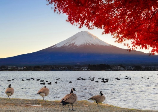 Hành trình: Nagoya – Shirakawa-go – Takayama – Fuji – Tokyo - WILD ...